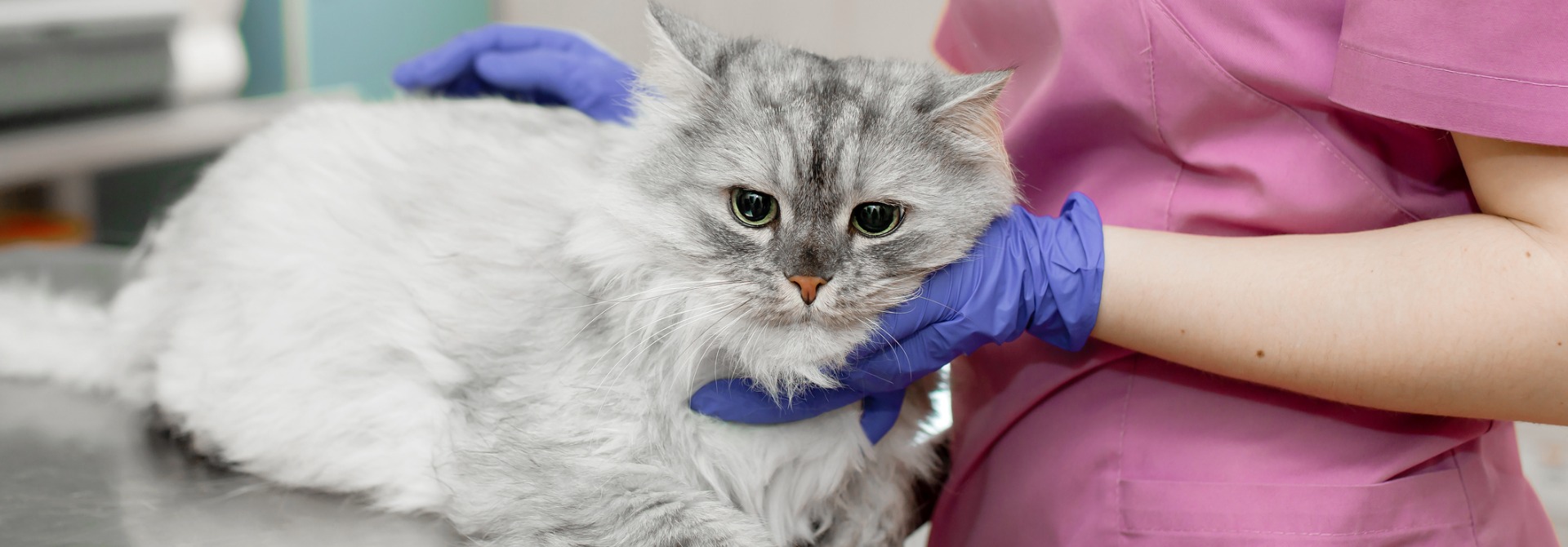 Masalah Kesehatan pada Kucing: Penyakit Hati, Cacing, hingga Tiroid ...