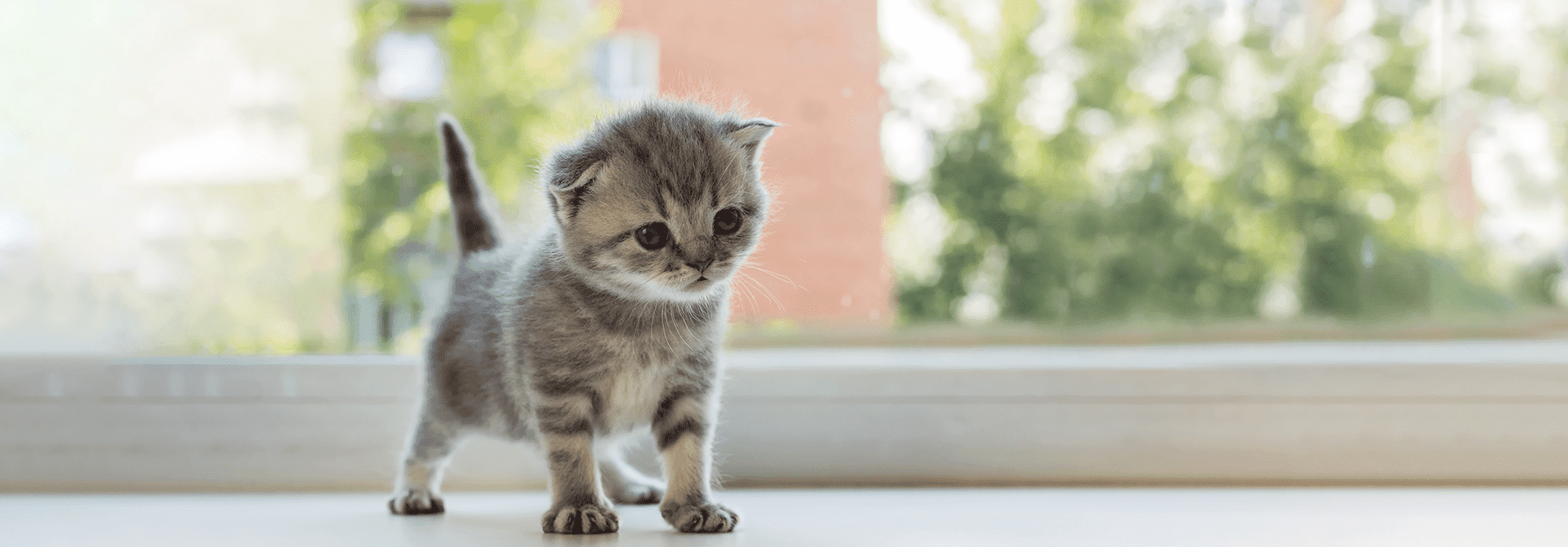 Cara Merawat Anak Kucing Baru Anda | Whiskas