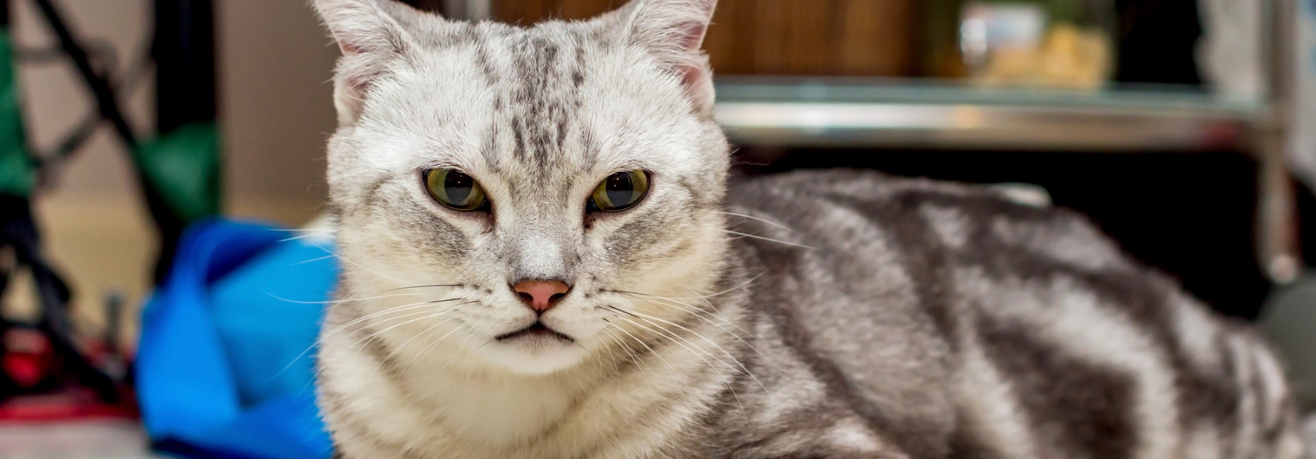 Penuaan pada Kucing: Fakta Kucing 7+ Tahun - Whiskas® Indonesia