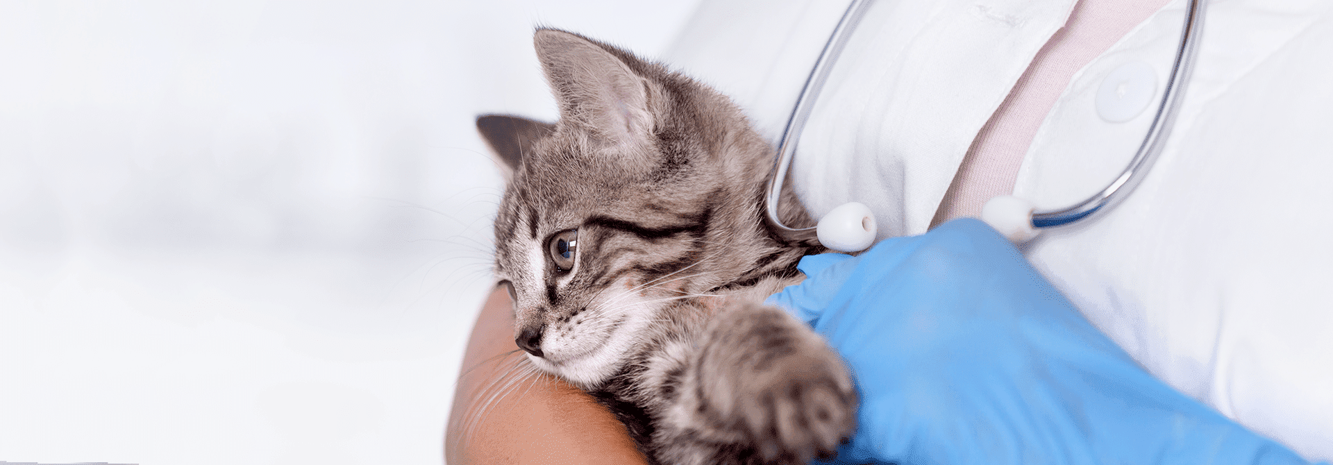 Pemeriksaan Kesehatan Anak Kucing: Apa yang Diharapkan - Whiskas® Indonesia