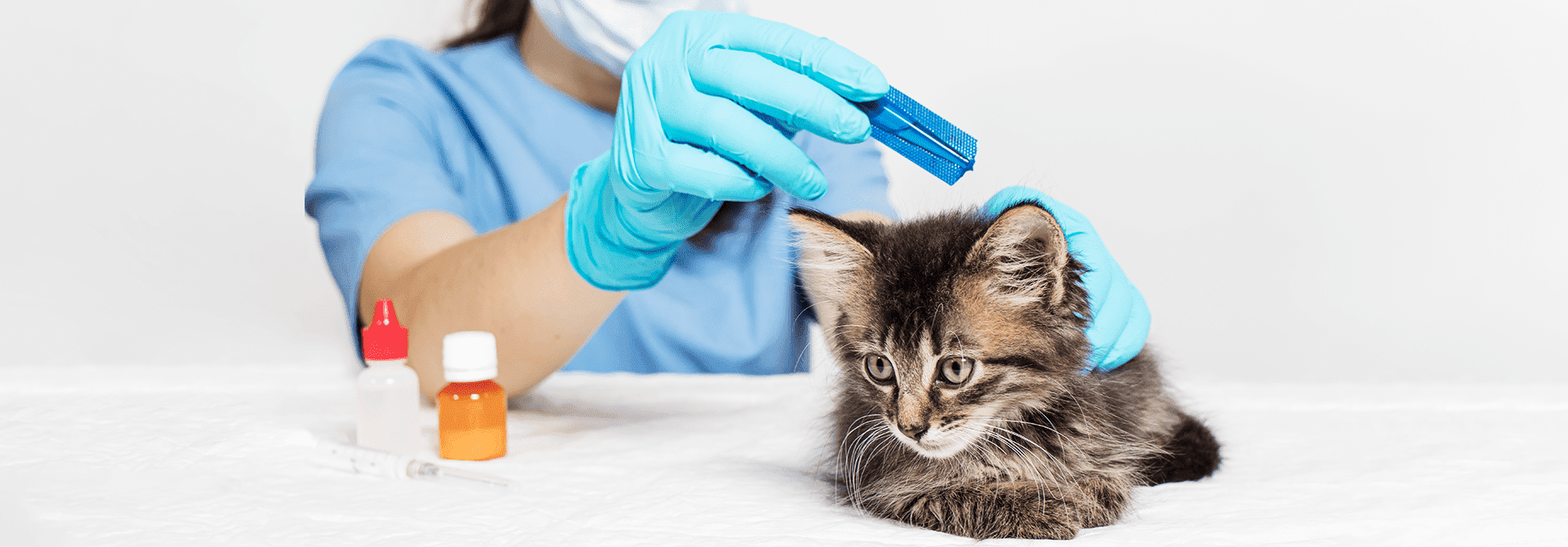 Mencegah dan Mengobati Pinjal dan Kutu pada Kucing - Whiskas Indonesia