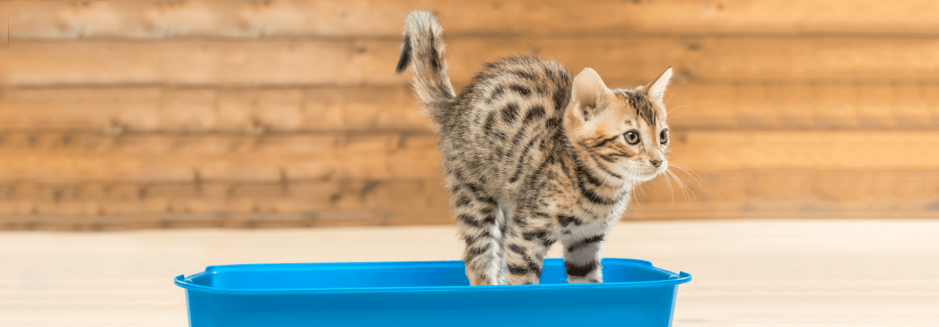 Kucing Kencing Sembarangan: Solusi untuk Masalah Penandaan Wilayah pada ...