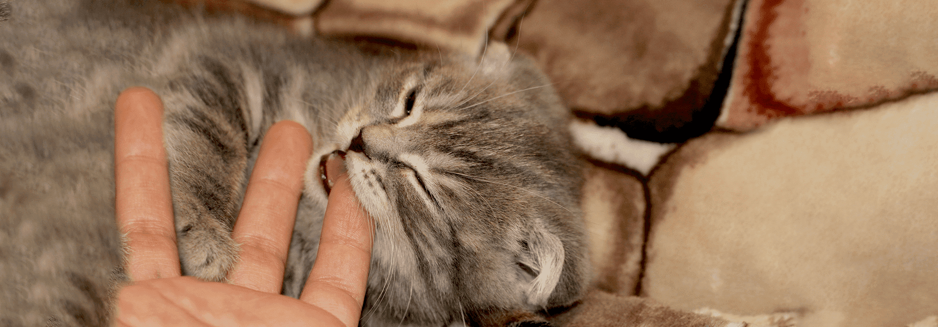 Tanda-Tanda Kucing Stres, Gejala dan Cara Menanggulanginya - Whiskas ...