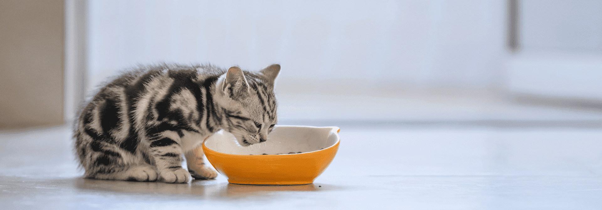 Nutrisi Esensial untuk Kucing Dewasa - Whiskas® Indonesia