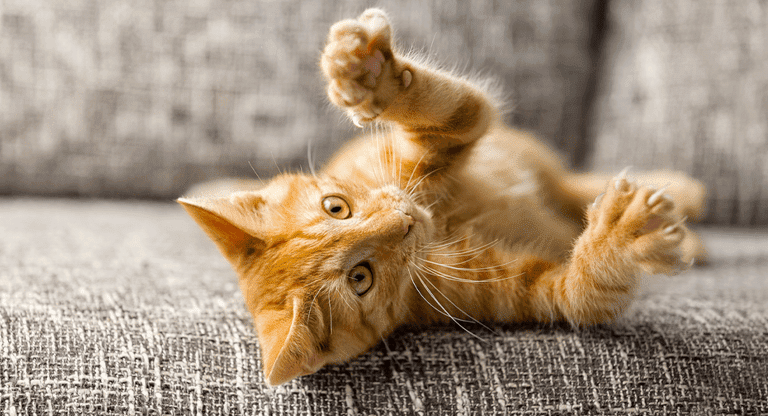 Whiskas - Makanan Sehat dan Bergizi untuk Kucing & Anak Kucing