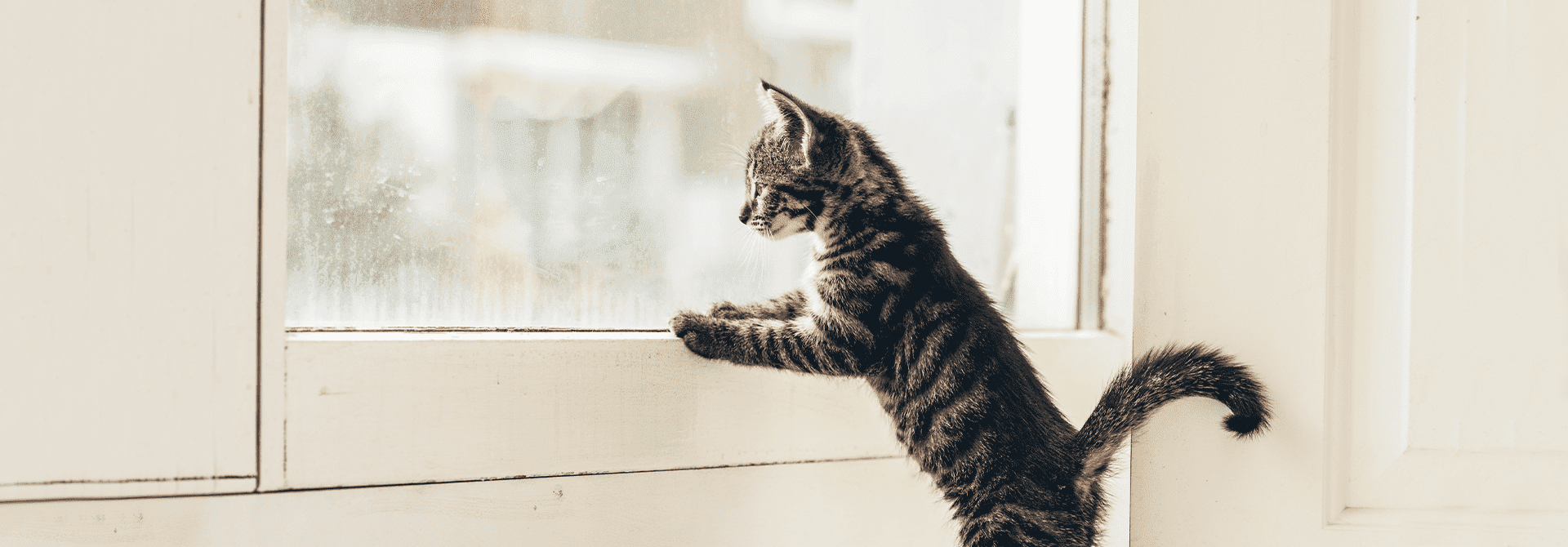 Panduan Perawatan Kucing yang Penting Saat Anda Bepergian - Whiskas ...