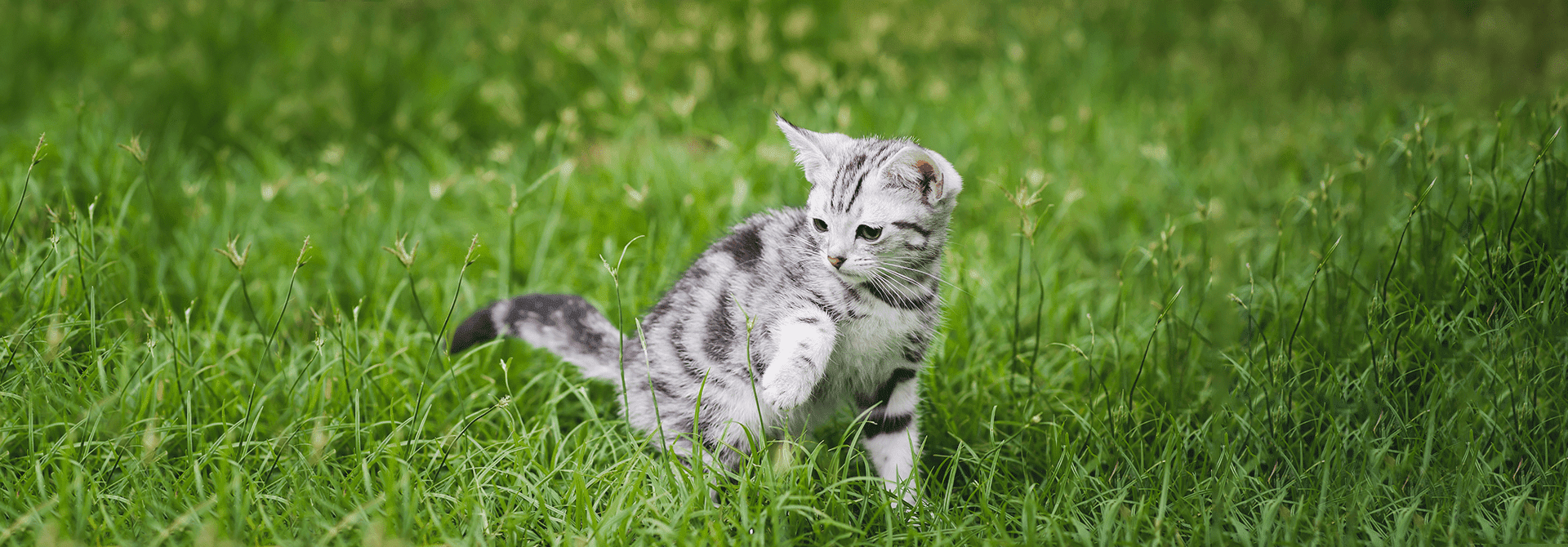 Kucing Rumahan Vs Kucing Luar Rumah: Ketahui Perbedaannya - Whiskas ...