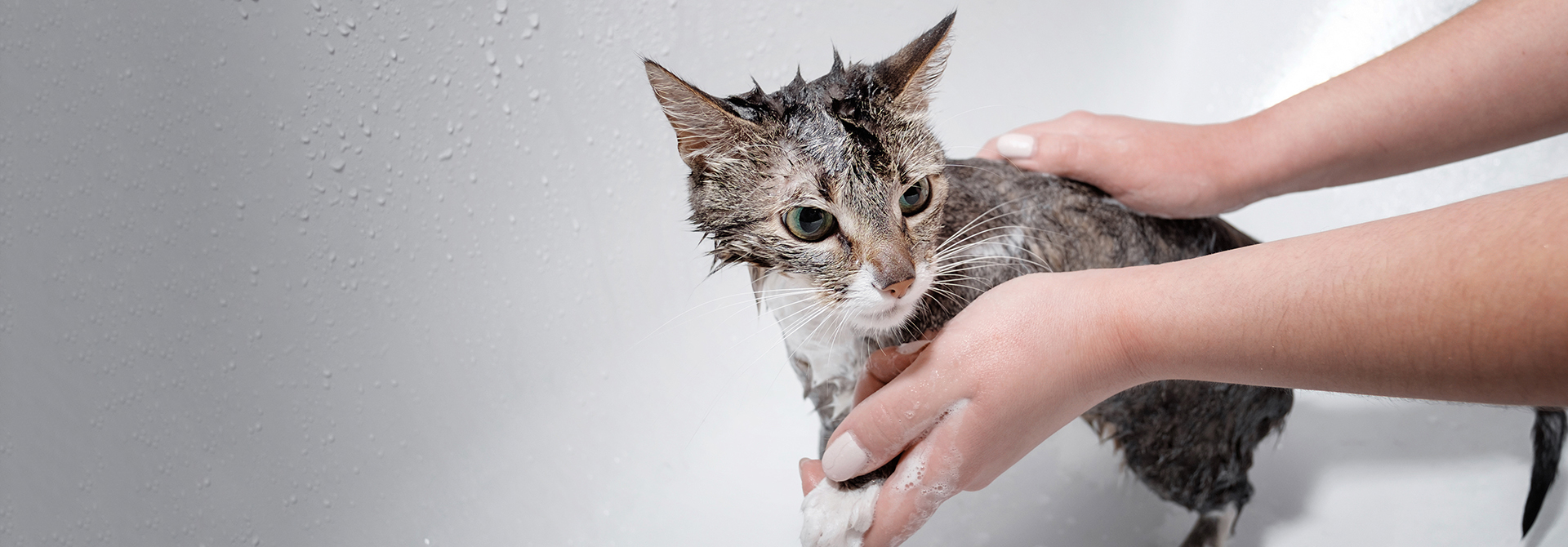 Tips untuk Merawat Anak Kucing - Whiskas® Indonesia