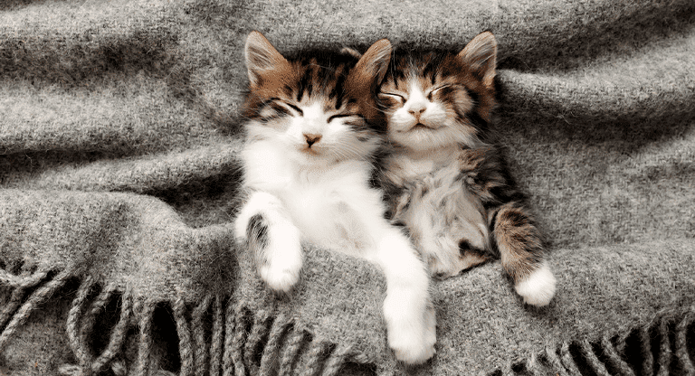 Whiskas - Makanan Sehat dan Bergizi untuk Kucing & Anak Kucing