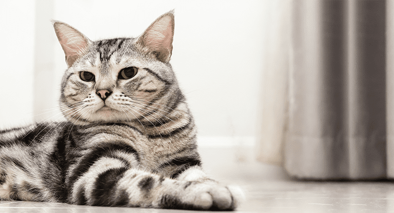 Whiskas - Makanan Sehat dan Bergizi untuk Kucing & Anak Kucing