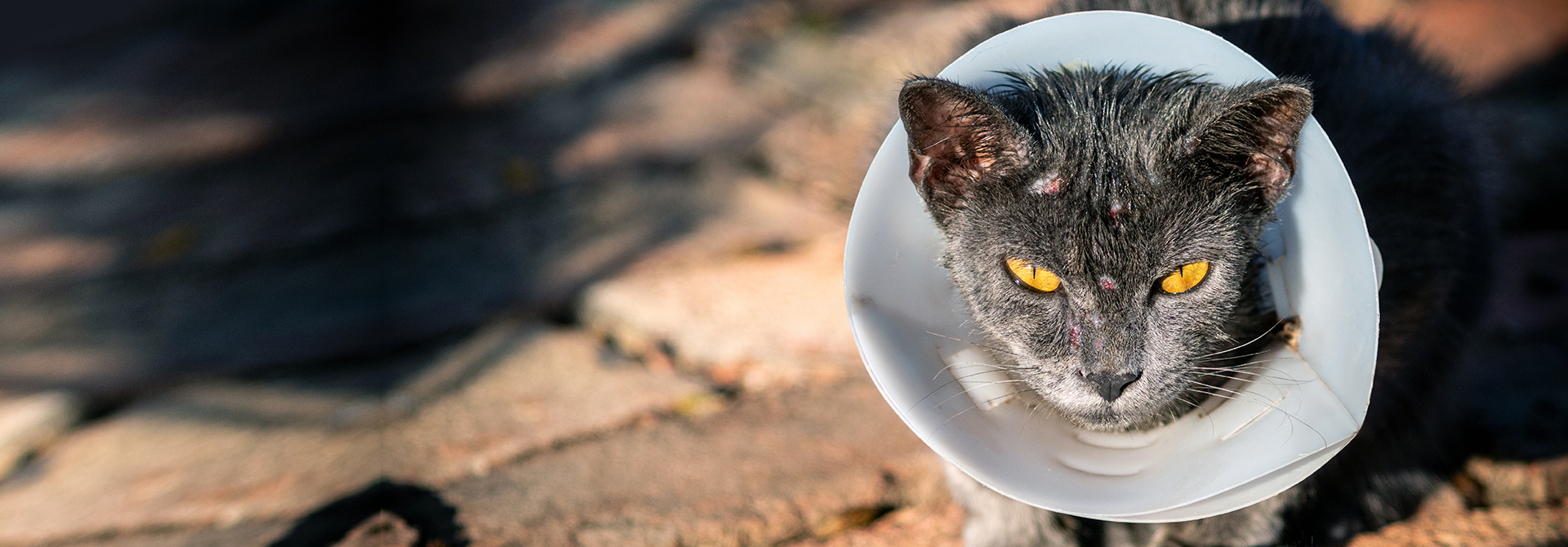 Penyakit Jamur pada Kucing: Gejala & Pengobatan - Whiskas® Indonesia