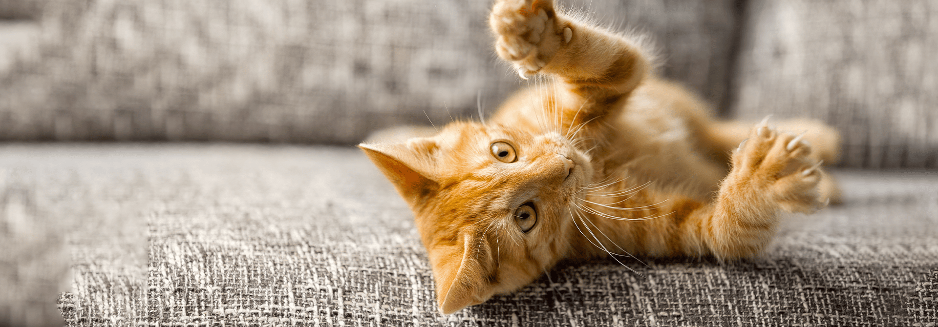 Understanding Different Cat Claws - Whiskas® Phillipines