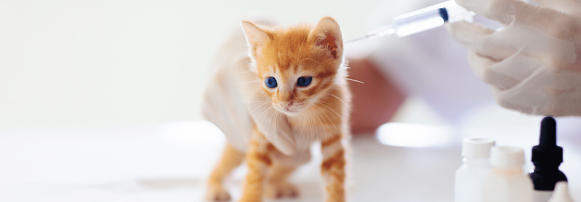 Cat Vaccination Benefits and Schedule - Whiskas® Phillipines