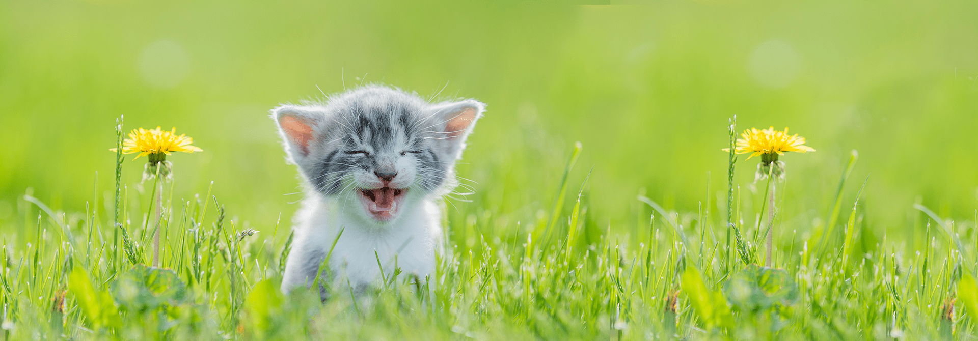 Âm Thanh Của Mèo Con - Tiếng Kêu Và Rừ Rừ - Whiskas® Việt Nam