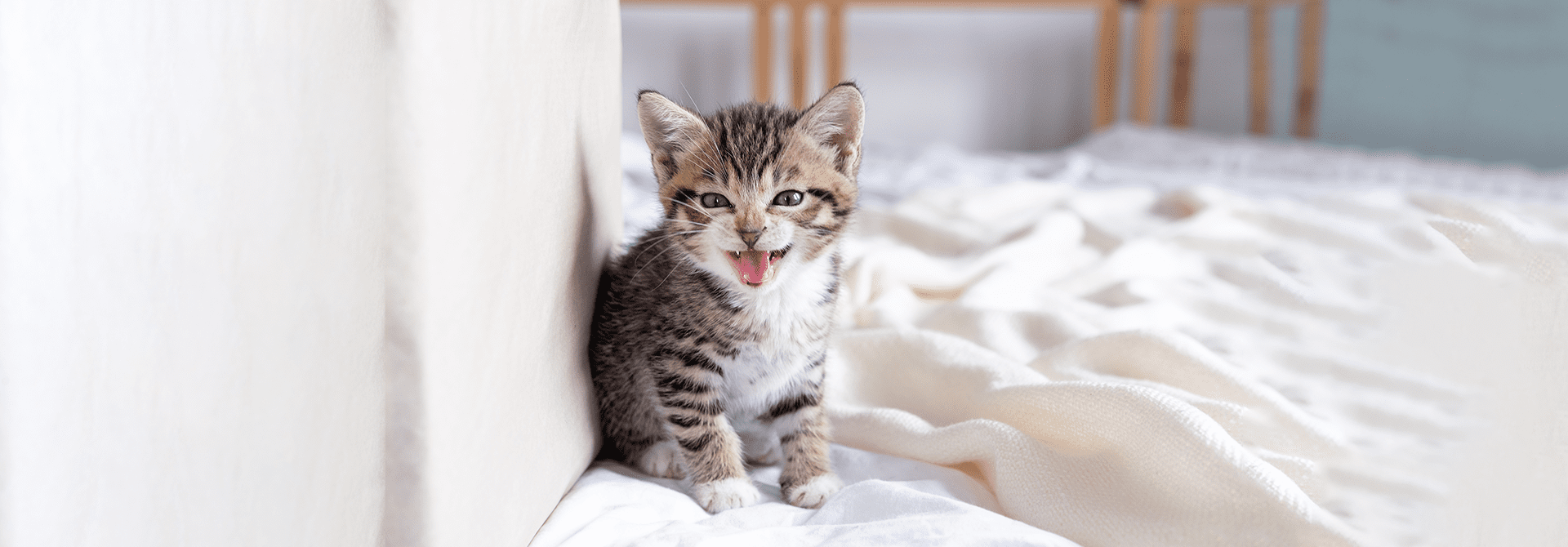 Reducing Aggressive Kitten Behavior - Whiskas® Phillipines