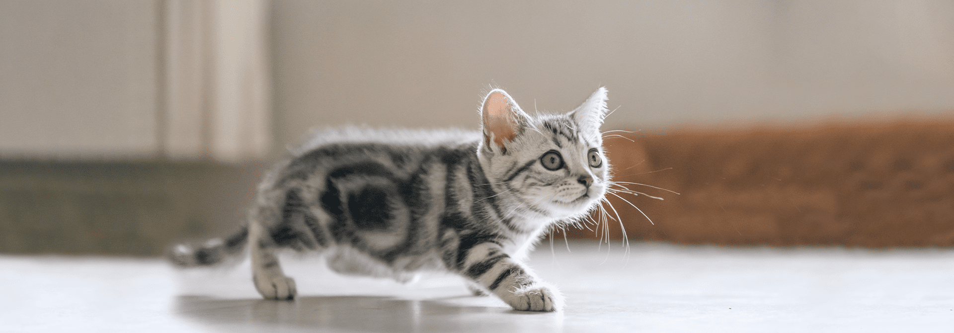 New Kitten:Cats & Kitten Adjusting to New Home-Whiskas