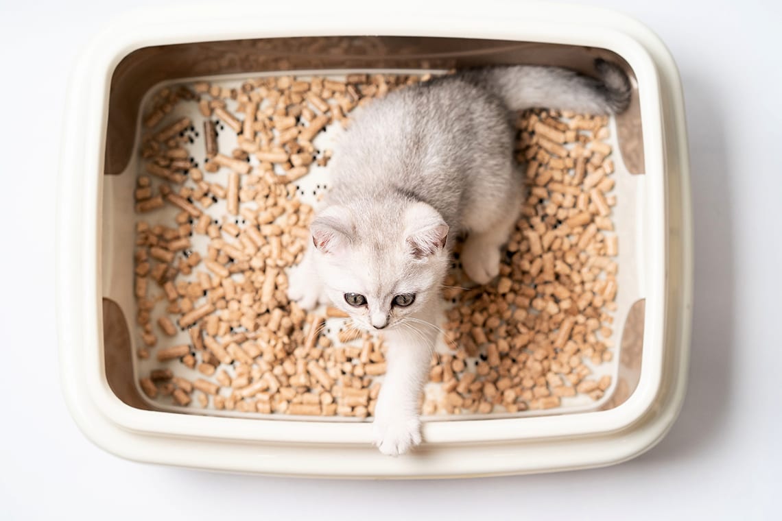 Как приучить котенка к лотку в квартире: быстро и просто | WHISKAS®