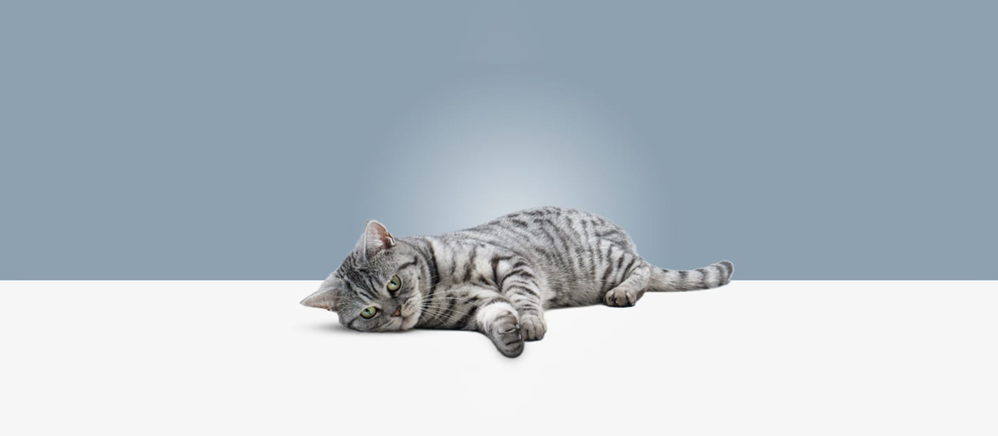 Причины тошноты у кошки | Официальный сайт WHISKAS®