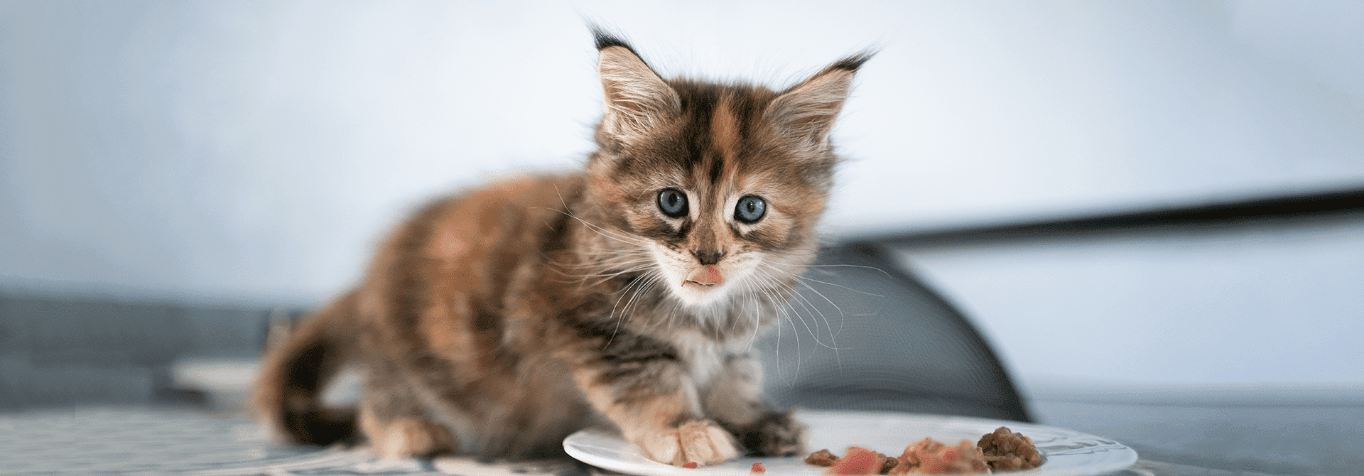 Kitten Weaning: When to Wean Kitten to Solid Food | WHISKAS®