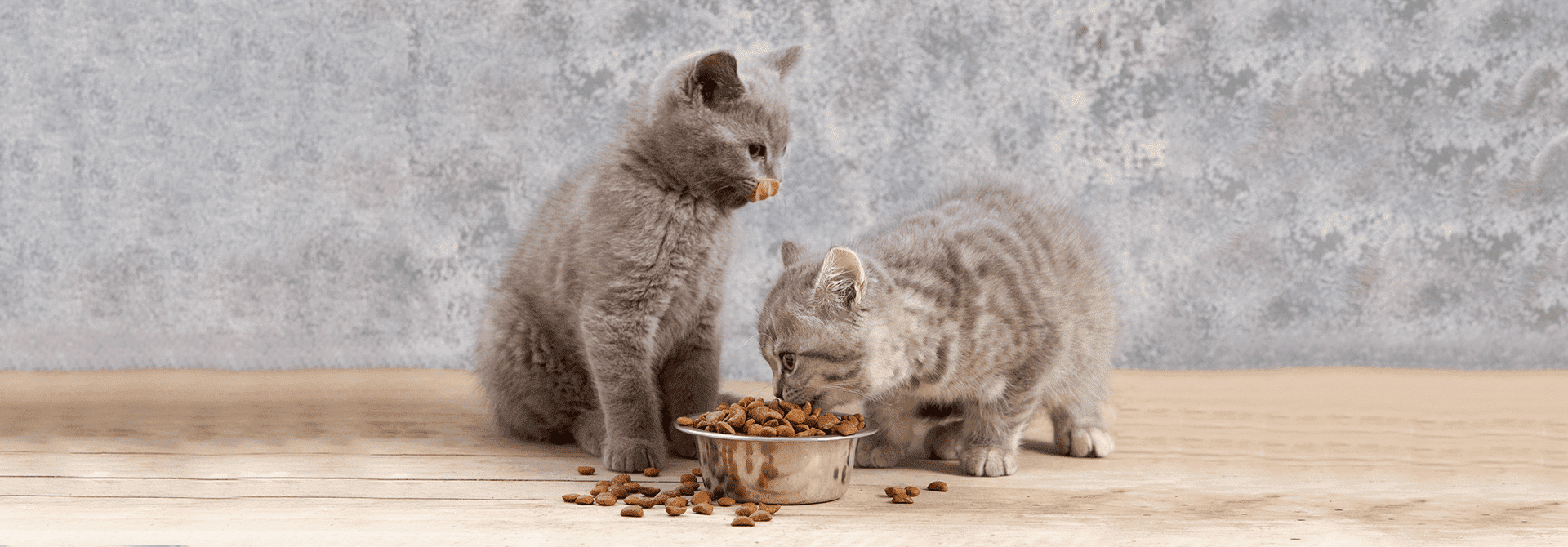 Do Cats Need Wet And Dry Food Whiskas®